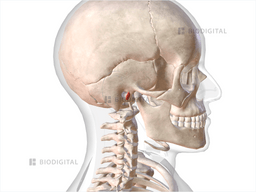 Right tragus | BioDigital Anatomy