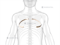 Fifth rib | BioDigital Anatomy