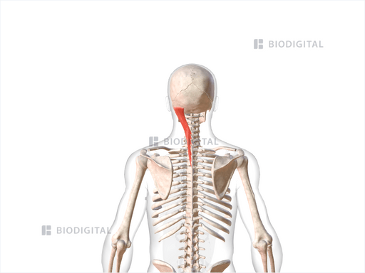 Left splenius capitis | BioDigital Anatomy