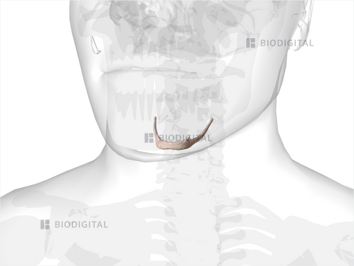Hyoid | BioDigital Anatomy