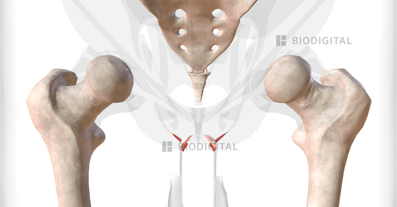 Ischiocavernosus Muscle