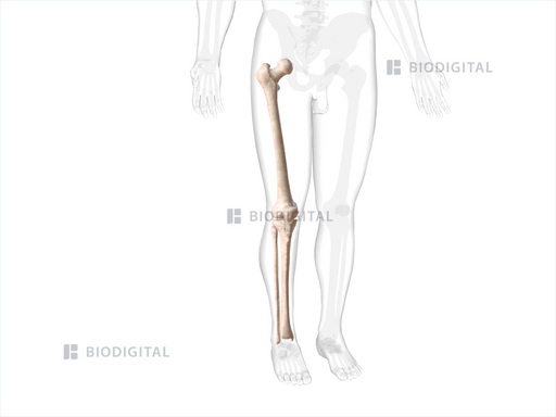 Bones of right thigh and leg | BioDigital Anatomy