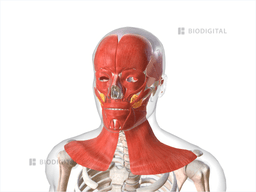 Muscles of head | BioDigital Anatomy