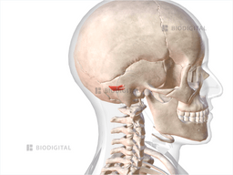 Right auricularis posterior | BioDigital Anatomy