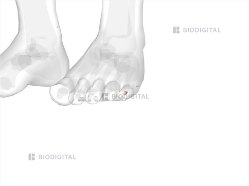 Middle phalanx of left fifth toe | BioDigital Anatomy