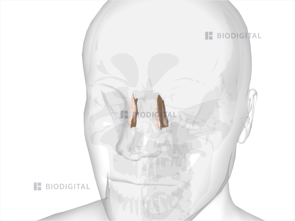 Lacrimal Bone BioDigital Anatomy