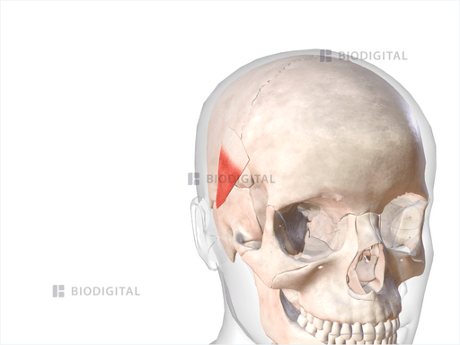 Right temporoparietalis | BioDigital Anatomy
