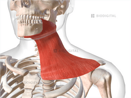 Left platysma | BioDigital Anatomy