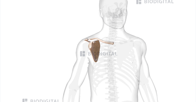 Human Pectoral Girdle Anatomy