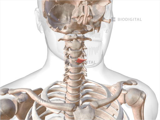 Right anterior belly of digastric muscle | BioDigital Anatomy