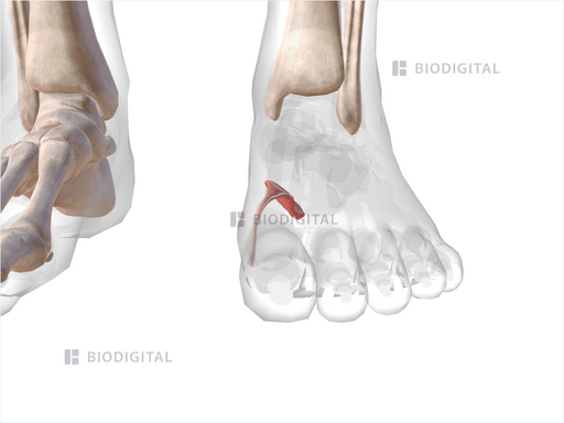Left abductor hallucis | BioDigital Anatomy