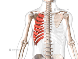 Right external intercostals | BioDigital Anatomy