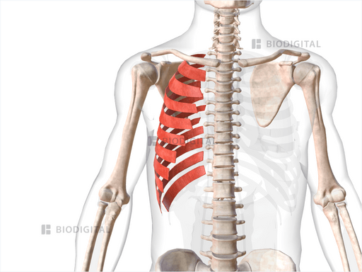 Right external intercostals | BioDigital Anatomy