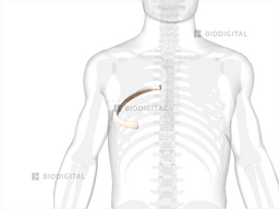 Right sixth rib | BioDigital Anatomy