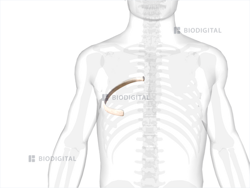 Right sixth rib | BioDigital Anatomy