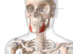 Depressor anguli oris | BioDigital Anatomy