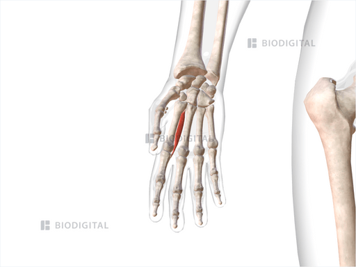 First palmar interosseous muscle of right hand | BioDigital Anatomy