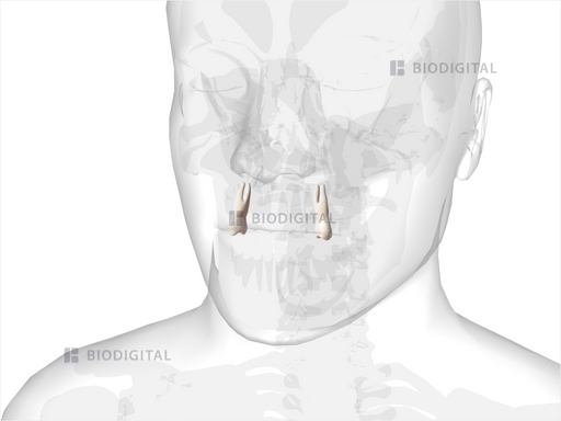 Maxillary first premolar | BioDigital Anatomy