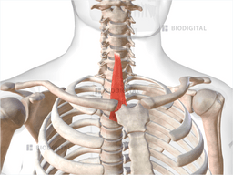 Right sternothyroid | BioDigital Anatomy