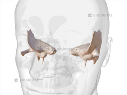 Temporal bone | BioDigital Anatomy