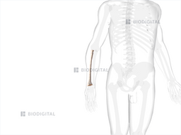 Right radius | BioDigital Anatomy