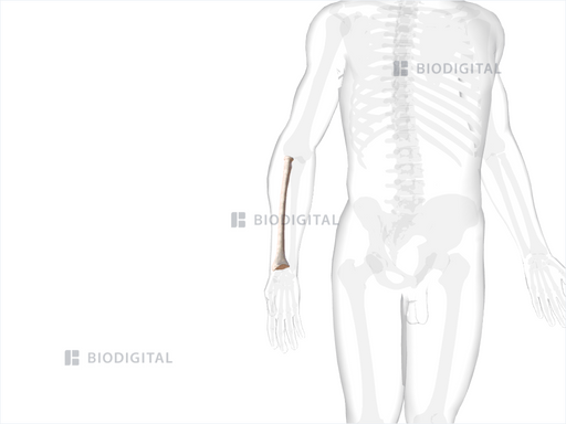 Right radius | BioDigital Anatomy