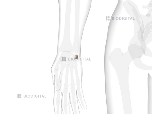 Right pisiform | BioDigital Anatomy