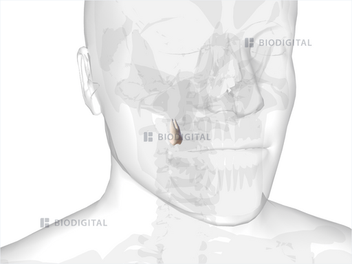 Right maxillary third molar | BioDigital Anatomy