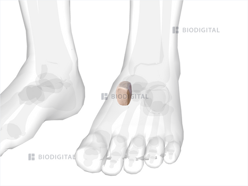 Left medial cuneiform | BioDigital Anatomy
