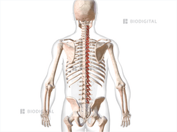 Right rotatores | BioDigital Anatomy