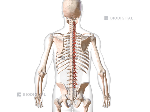 Right rotatores | BioDigital Anatomy