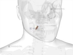 Right mandibular third molar | BioDigital Anatomy