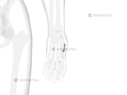 Proximal phalanx of left thumb | BioDigital Anatomy