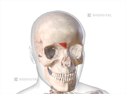 Right procerus | BioDigital Anatomy