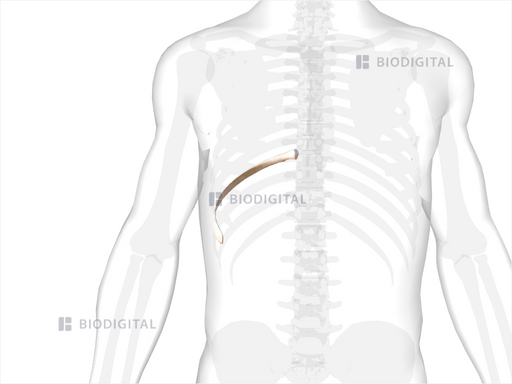 Right ninth rib | BioDigital Anatomy