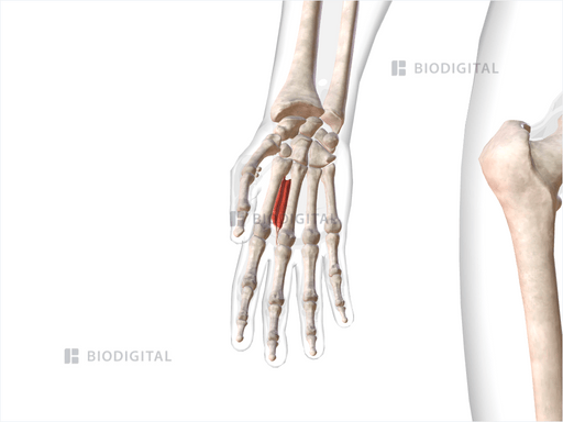 Second dorsal interosseous muscle of right hand | BioDigital Anatomy