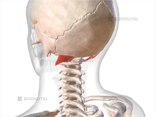 Obliquus capitis superior | BioDigital Anatomy