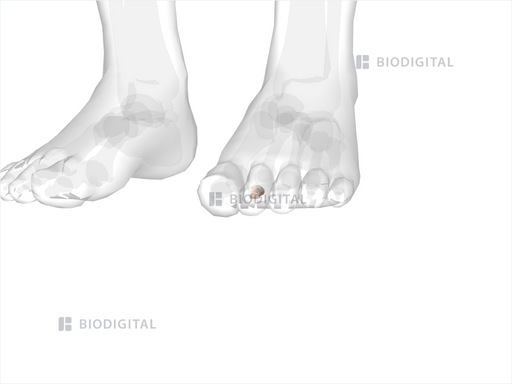 Middle phalanx of left second toe | BioDigital Anatomy