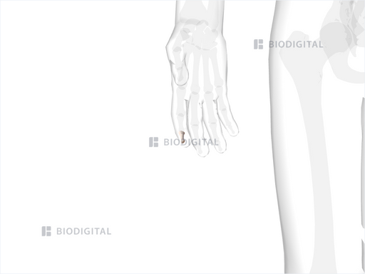 Distal phalanx of right index finger | BioDigital Anatomy