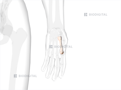 Left second metacarpal | BioDigital Anatomy