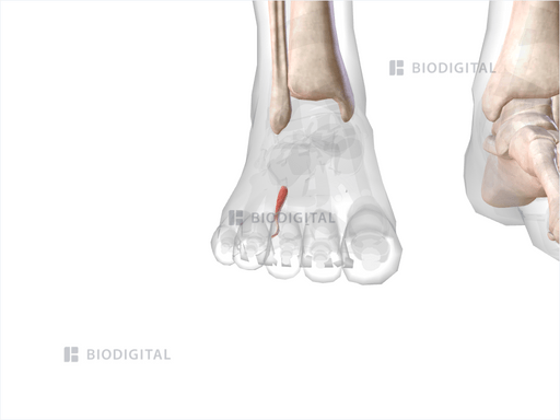 Second plantar interosseous muscle of right foot | BioDigital Anatomy