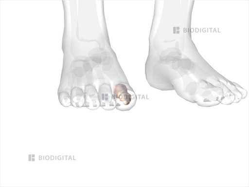 Phalanges of right big toe | BioDigital Anatomy
