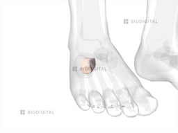 Right cuboid | BioDigital Anatomy