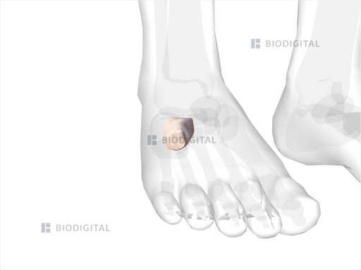 Right cuboid | BioDigital Anatomy