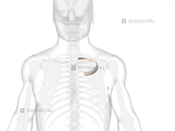 Left second rib | BioDigital Anatomy