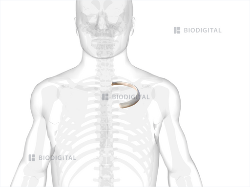 Left second rib | BioDigital Anatomy