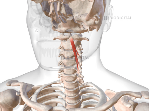 Superior oblique part of left longus colli | BioDigital Anatomy