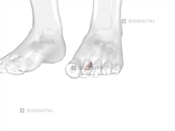 Proximal phalanx of left second toe | BioDigital Anatomy
