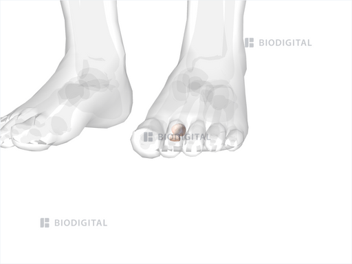 Proximal phalanx of left second toe | BioDigital Anatomy