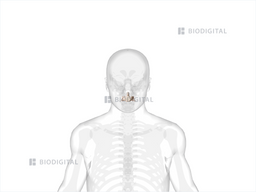 Axis second cervical vertebra | BioDigital Anatomy